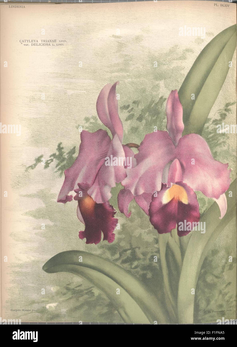 An illustrated plate showcasing a specific species of orchid, part of ...