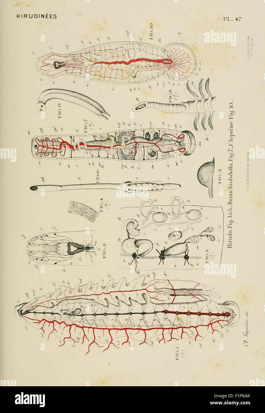The Atlas d'Anatomie Comparée des Invertébrés is a historical work on ...