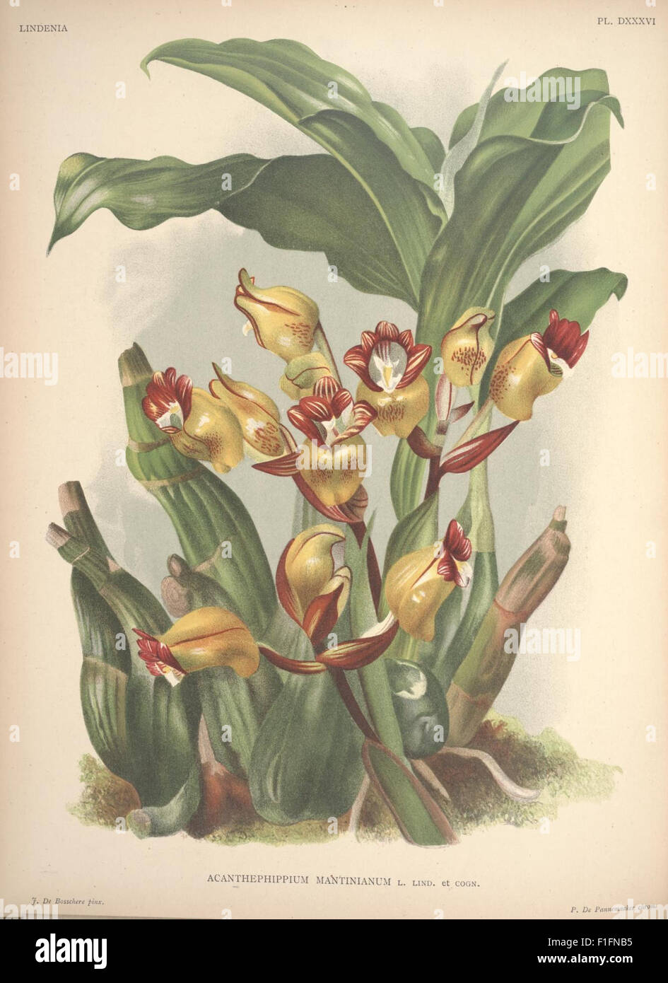 This botanical illustration, titled 'Lindenia,' is part of a series of ...