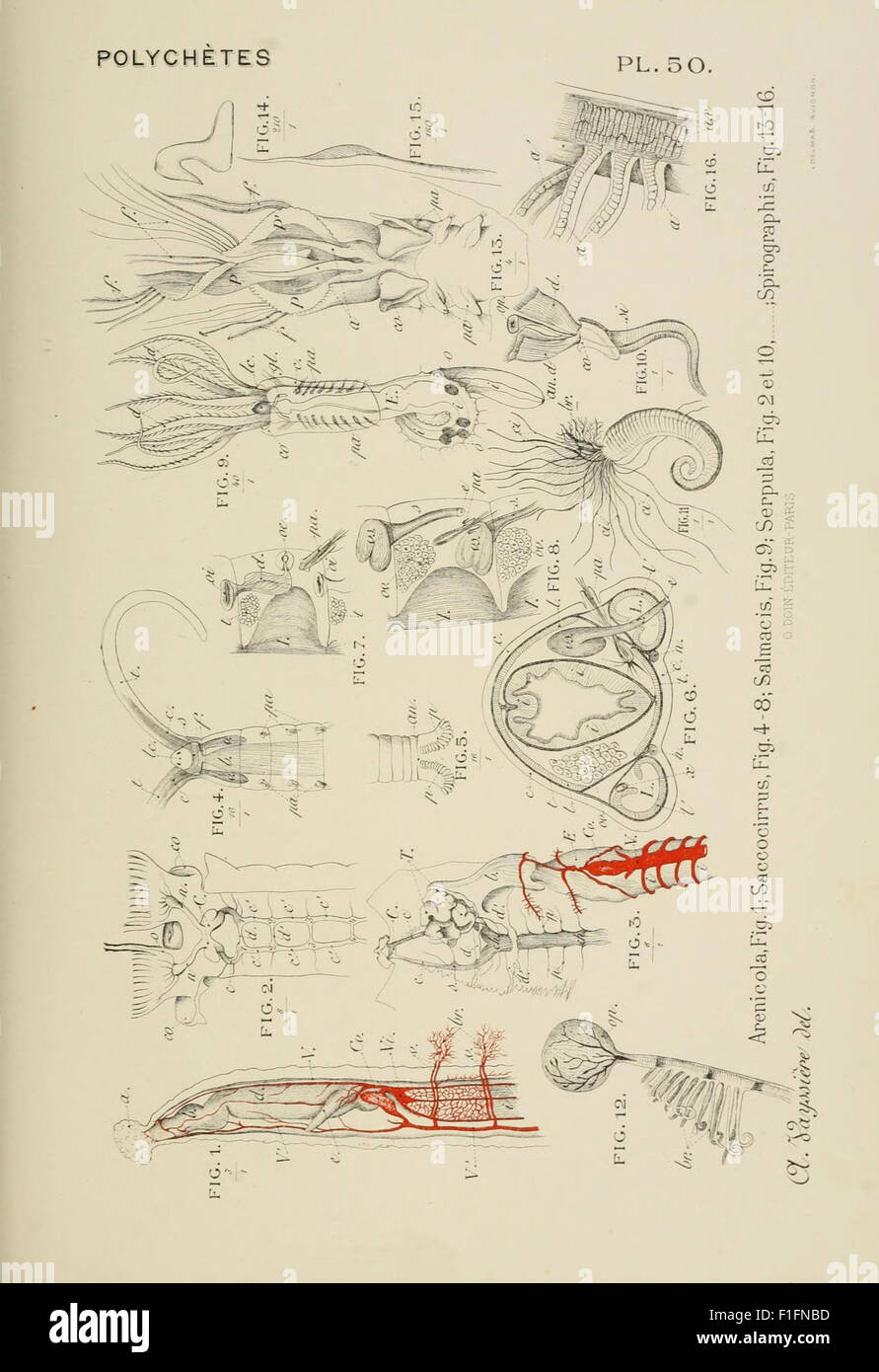 'Atlas d'anatomie comparée des invertébrés' (Comparative Anatomy of ...