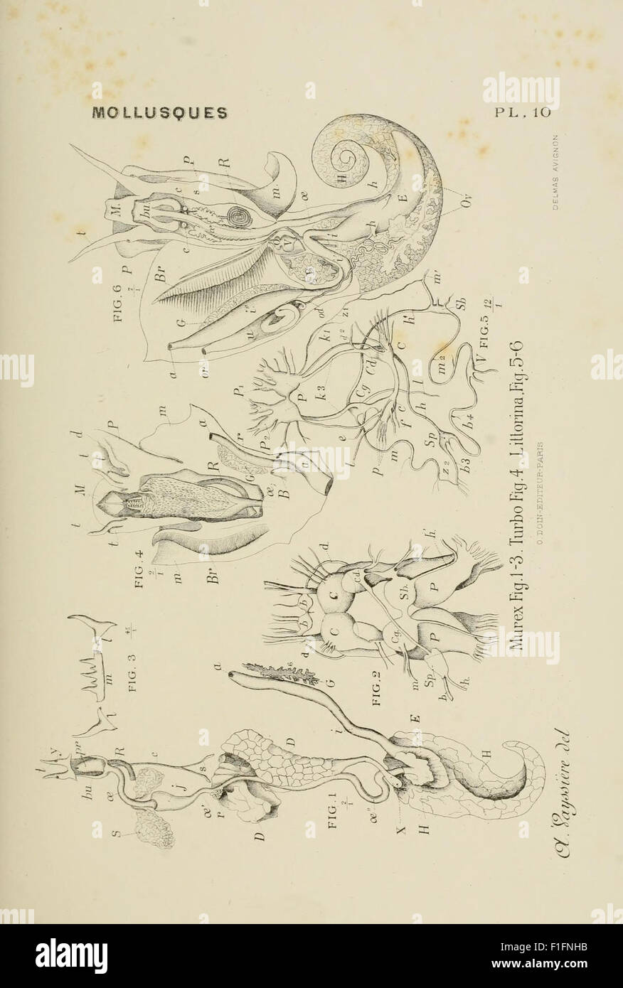 This vintage comparative anatomy atlas explores the anatomical features ...