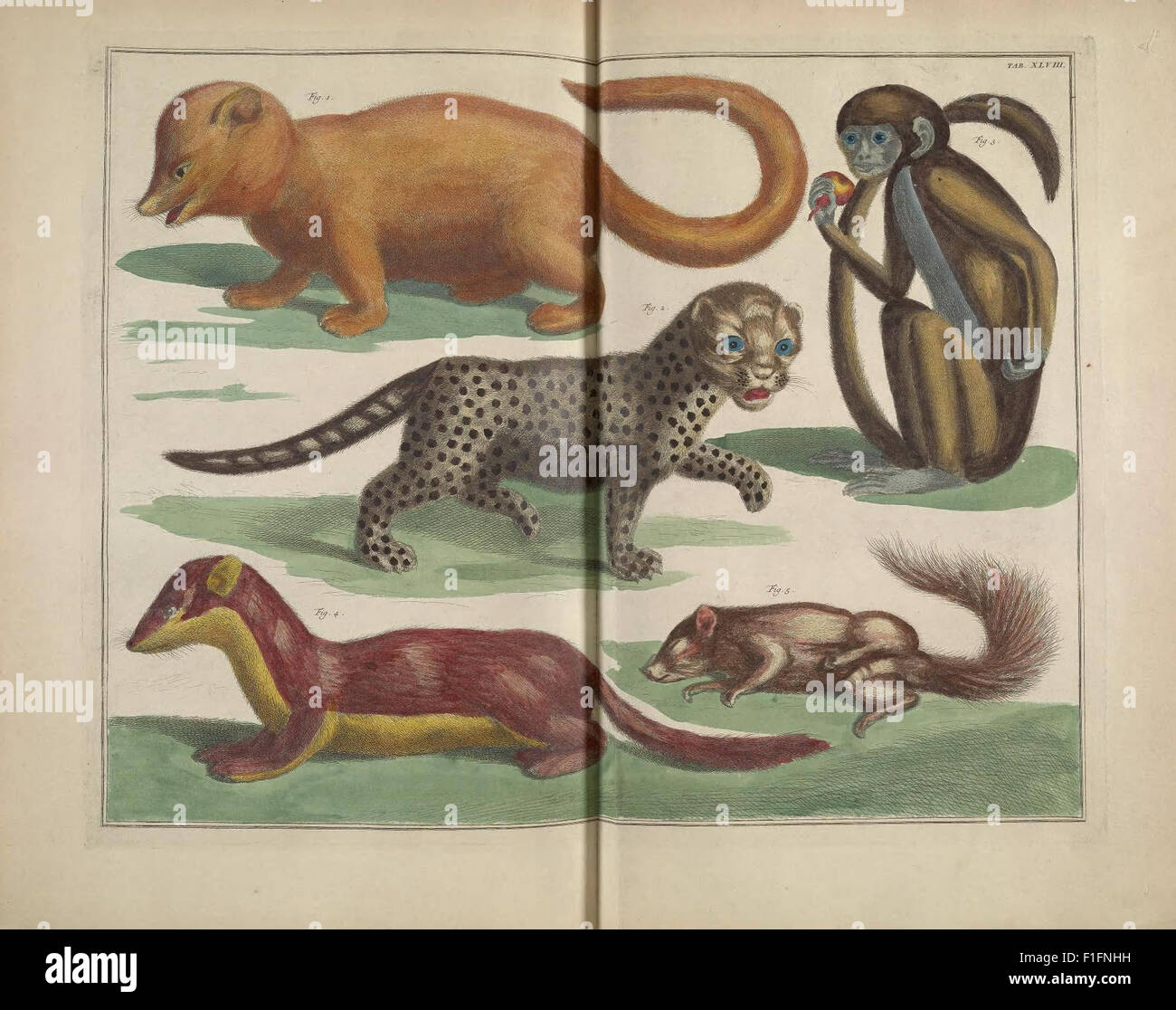 This work is a thorough description and illustration of natural ...