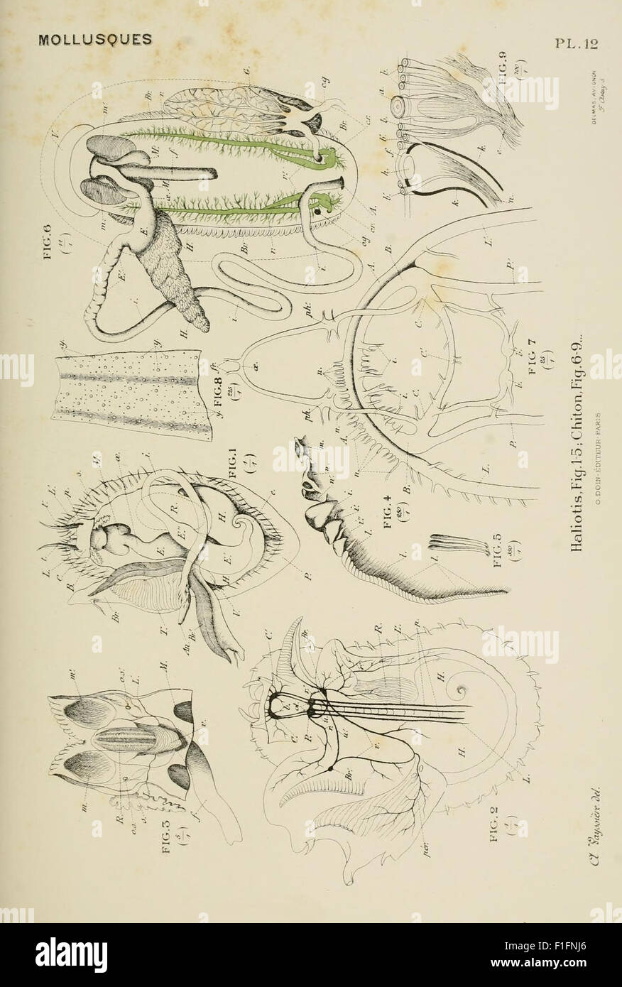 This comparative anatomy atlas of invertebrates offers detailed ...