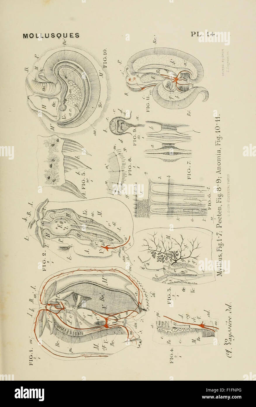 This comparative anatomy atlas presents a detailed illustration of ...