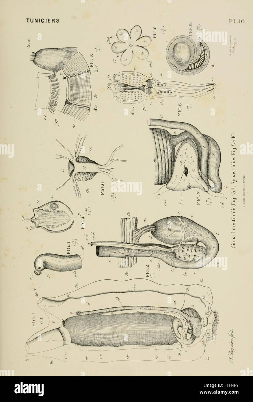 This 16th plate from the 'Atlas d'anatomie comparée des invertébrés ...