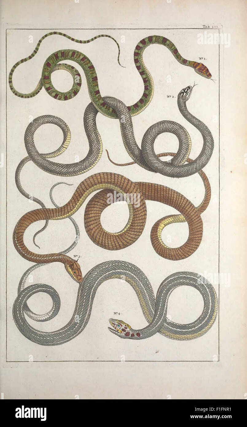 Locupletissimi rerum naturalium thesauri accurata descriptio, et ...