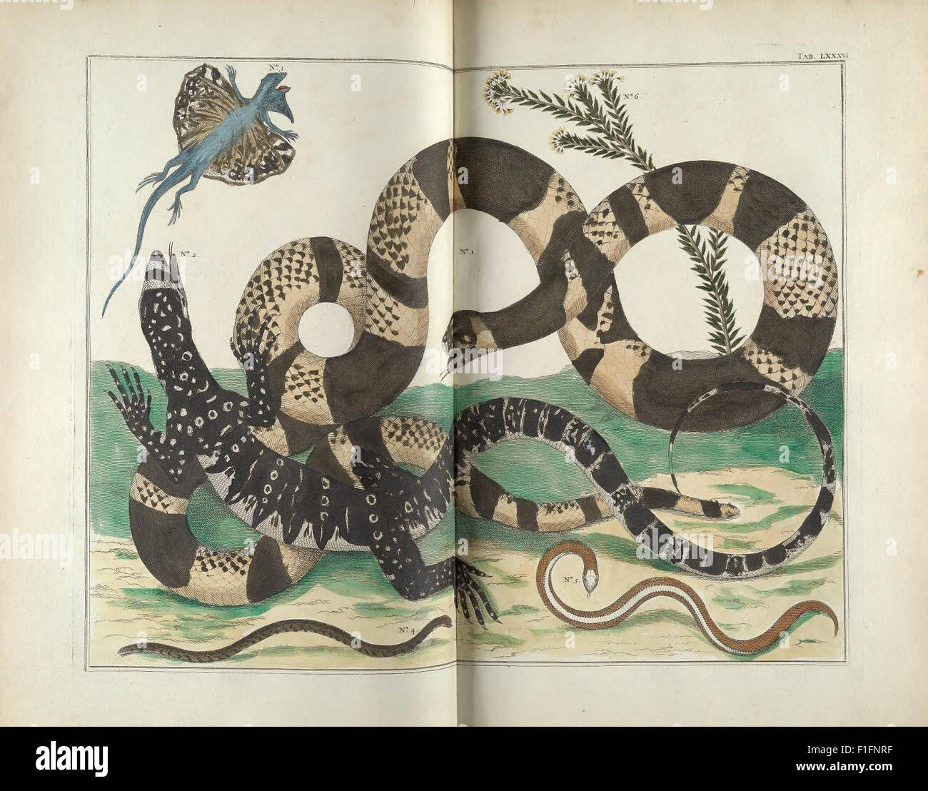 Locupletissimi rerum naturalium thesauri accurata descriptio, et ...