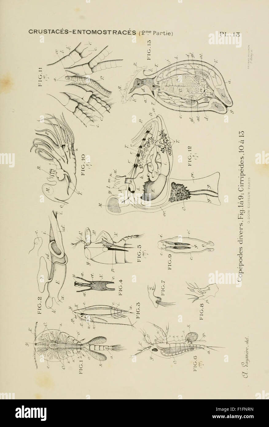 'Atlas d'Anatomie Comparée des Invertébrés,' showcasing comparative ...