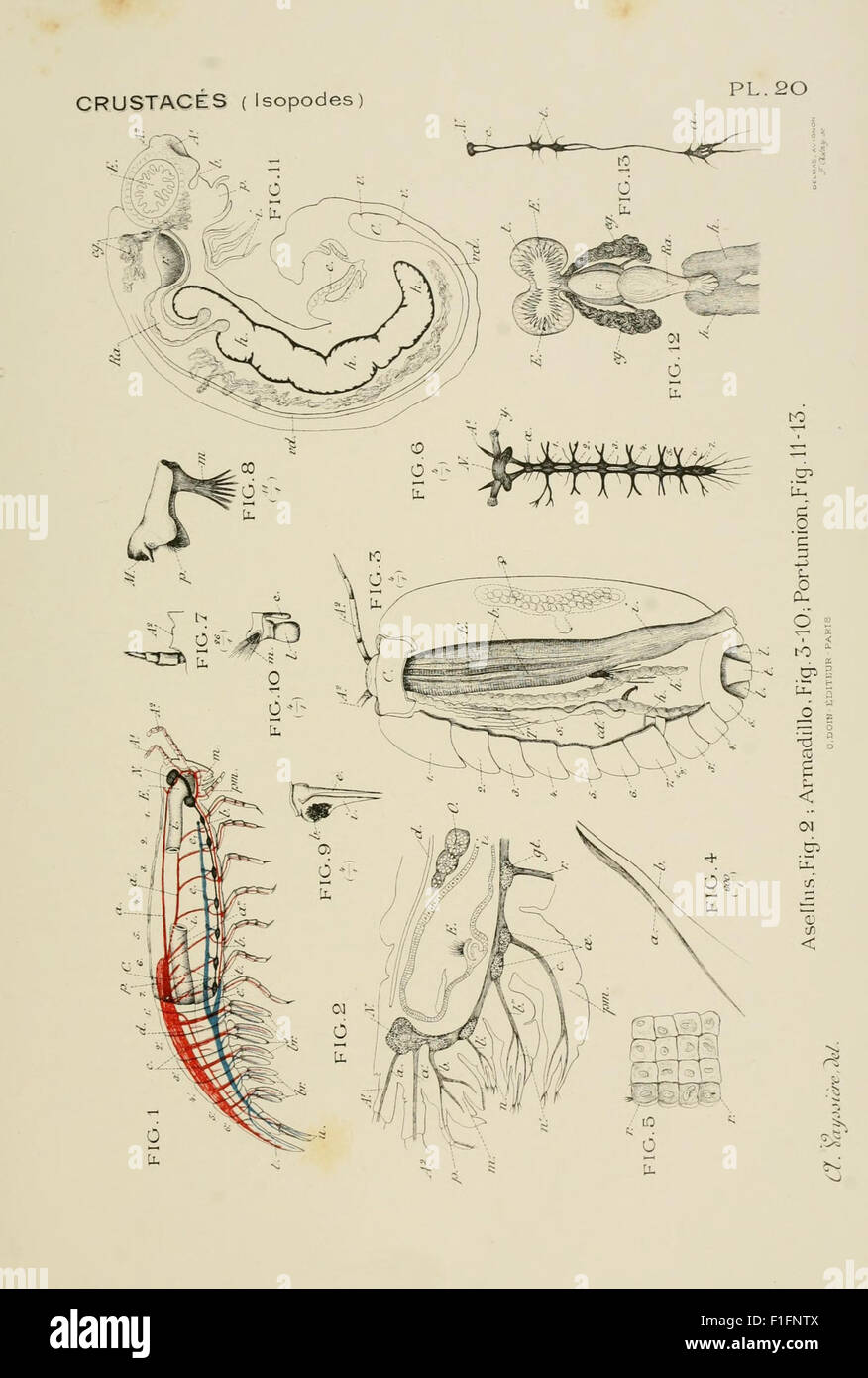 'Atlas d'Anatomie Comparée des Invertébrés' provides comparative ...
