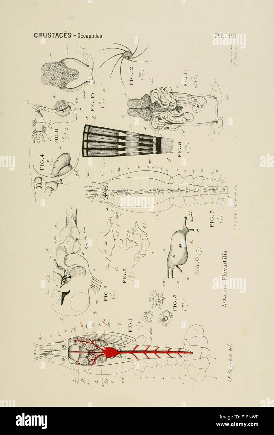 'Atlas d'Anatomie Comparée des Invertébrés' is a comparative anatomy ...