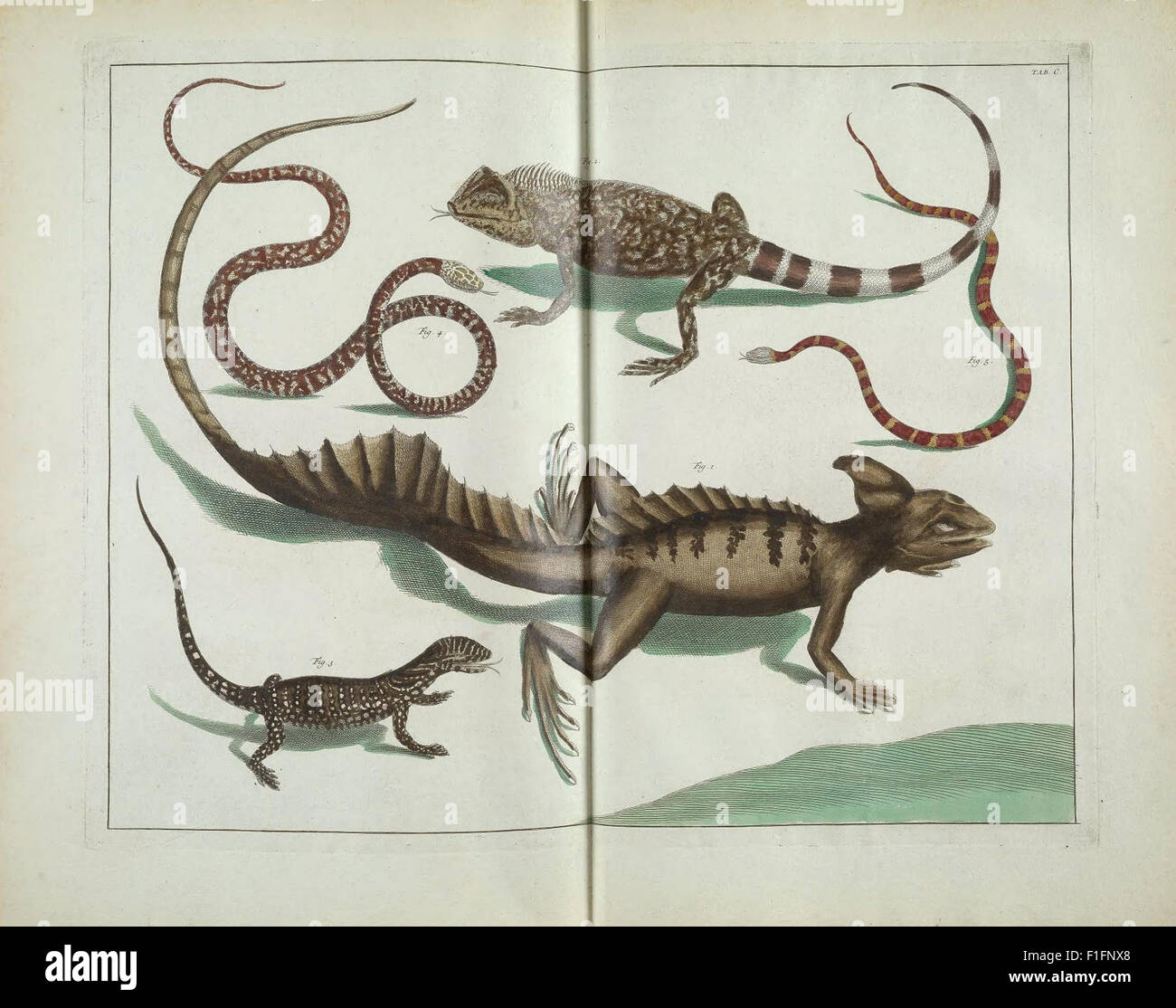 Locupletissimi rerum naturalium thesauri accurata descriptio, et ...