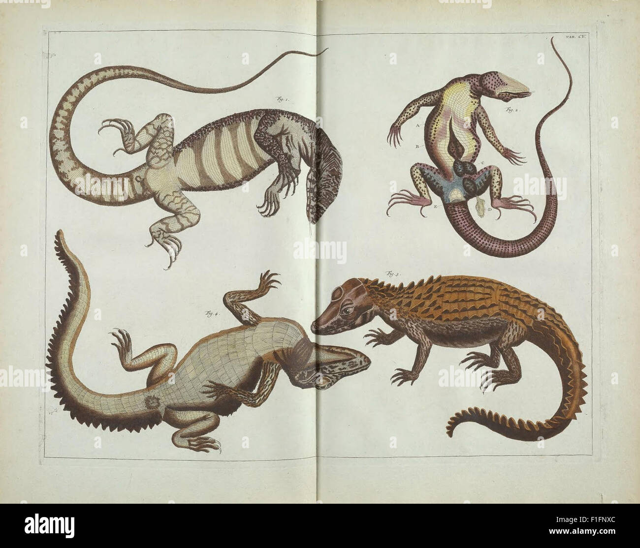 This 18th-century work is a detailed description of natural history ...