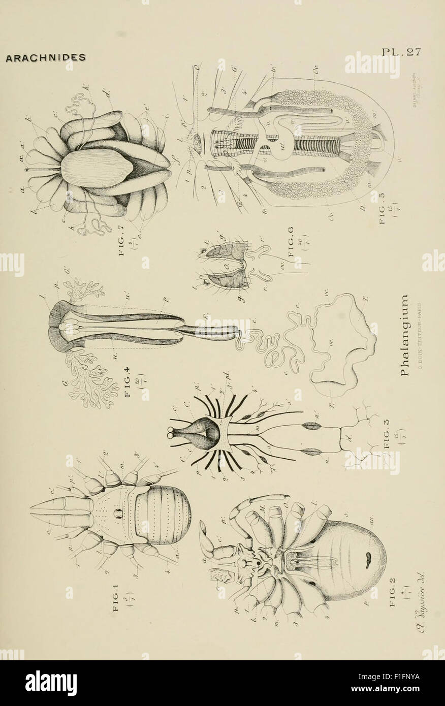 This comparative anatomy atlas provides detailed illustrations of ...