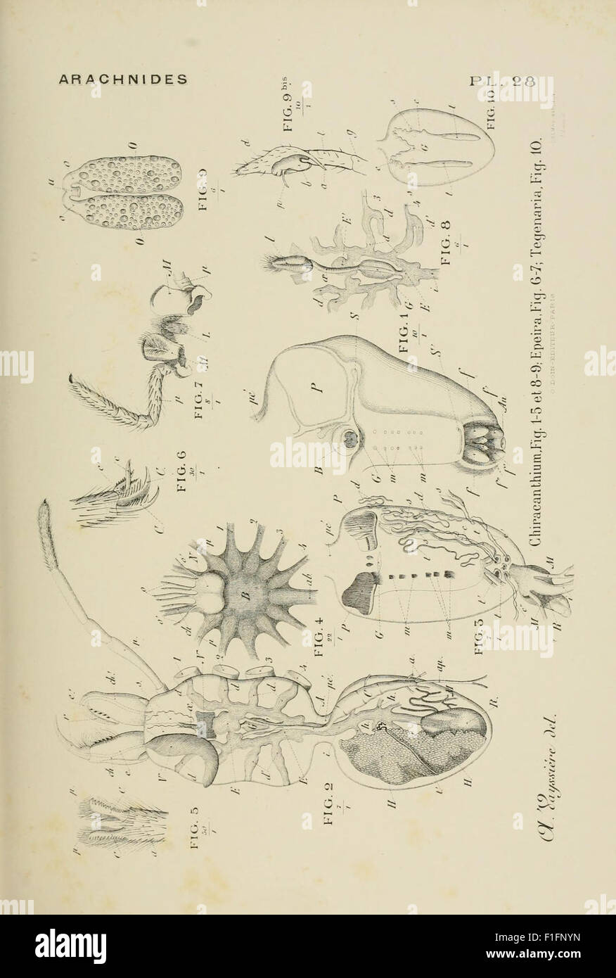 This plate from 'Atlas d'Anatomie Comparée' provides detailed ...