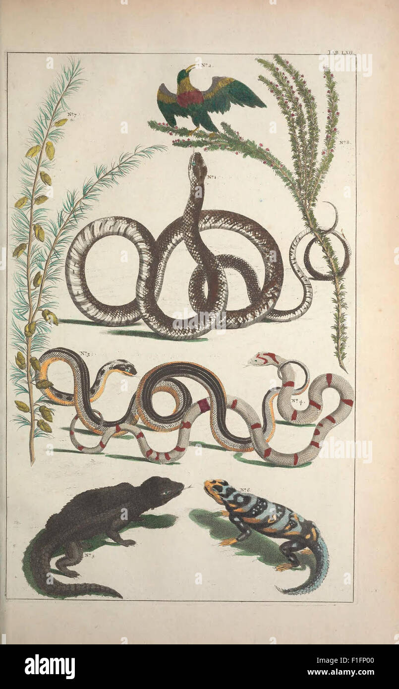 This 17th-century work provides an exhaustive description and artistic ...