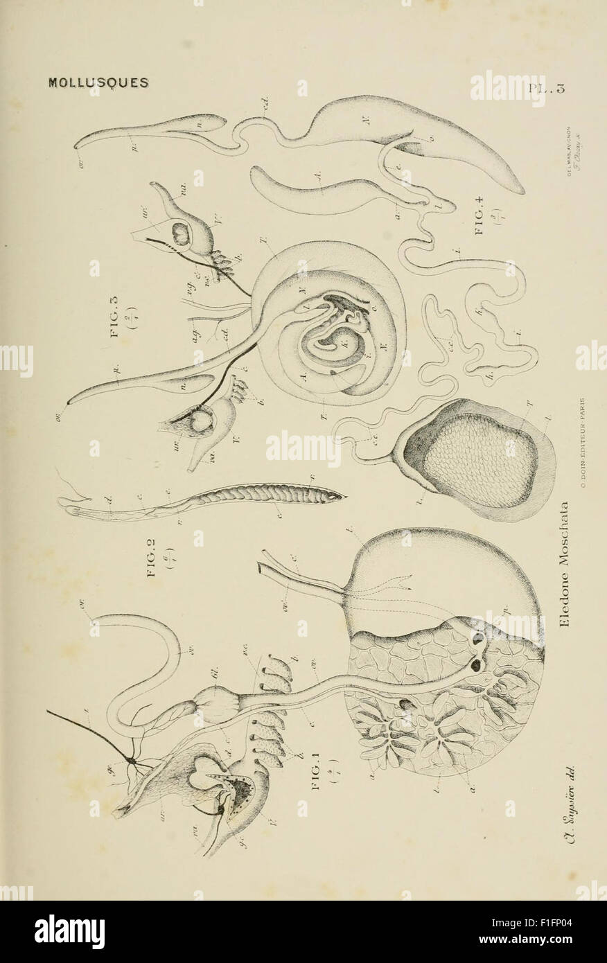 This anatomical atlas provides detailed comparisons of invertebrates ...