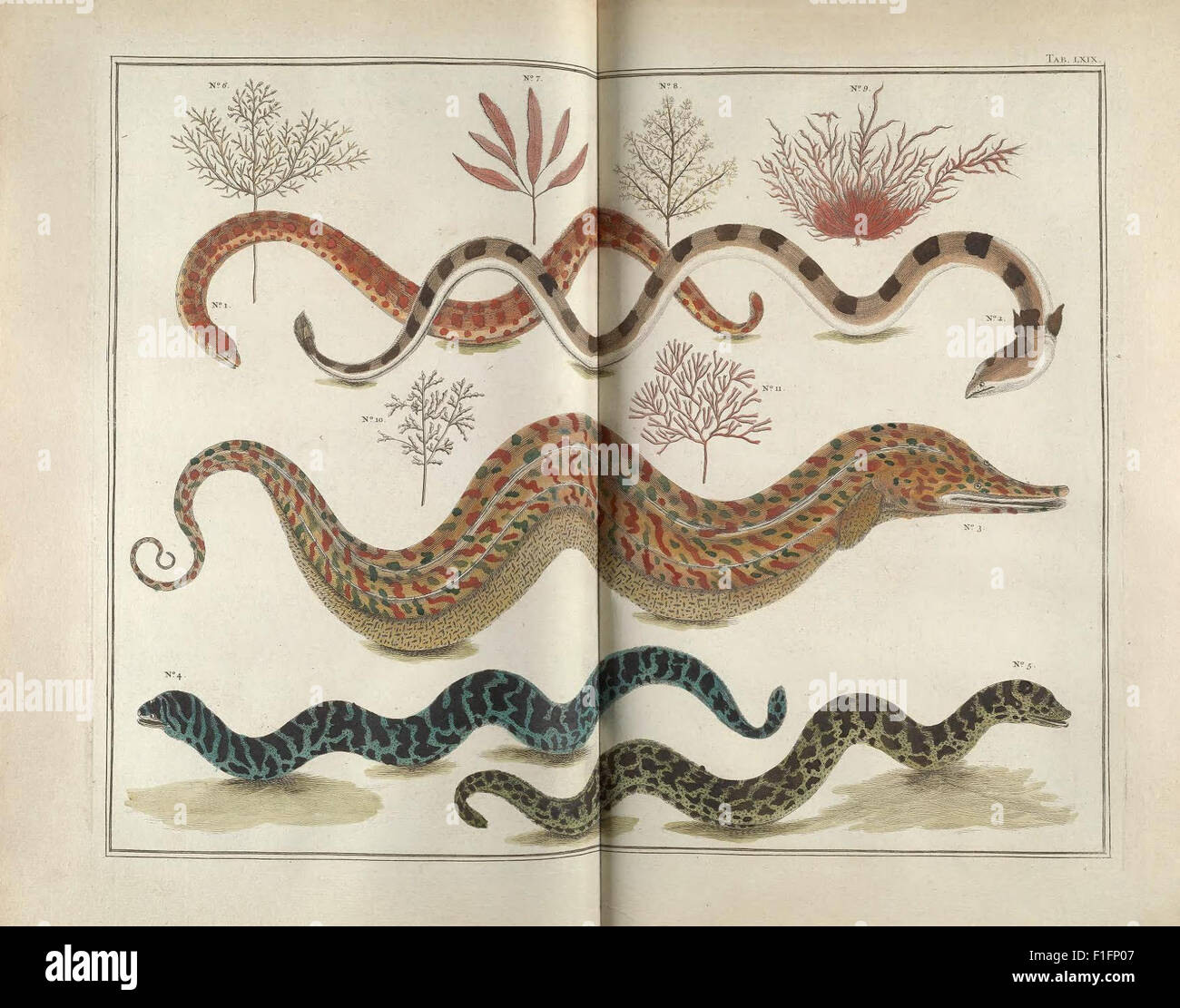 Locupletissimi rerum naturalium thesauri accurata descriptio, et ...