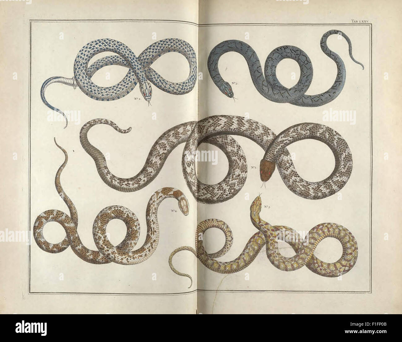 This rare 17th-century work provides a detailed and illustrated ...