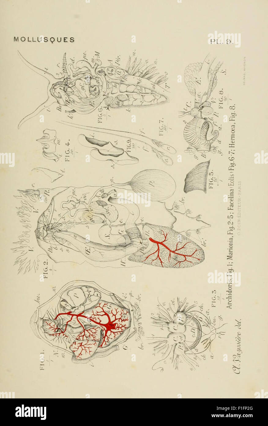 This 19th-century atlas provides comparative anatomical illustrations ...
