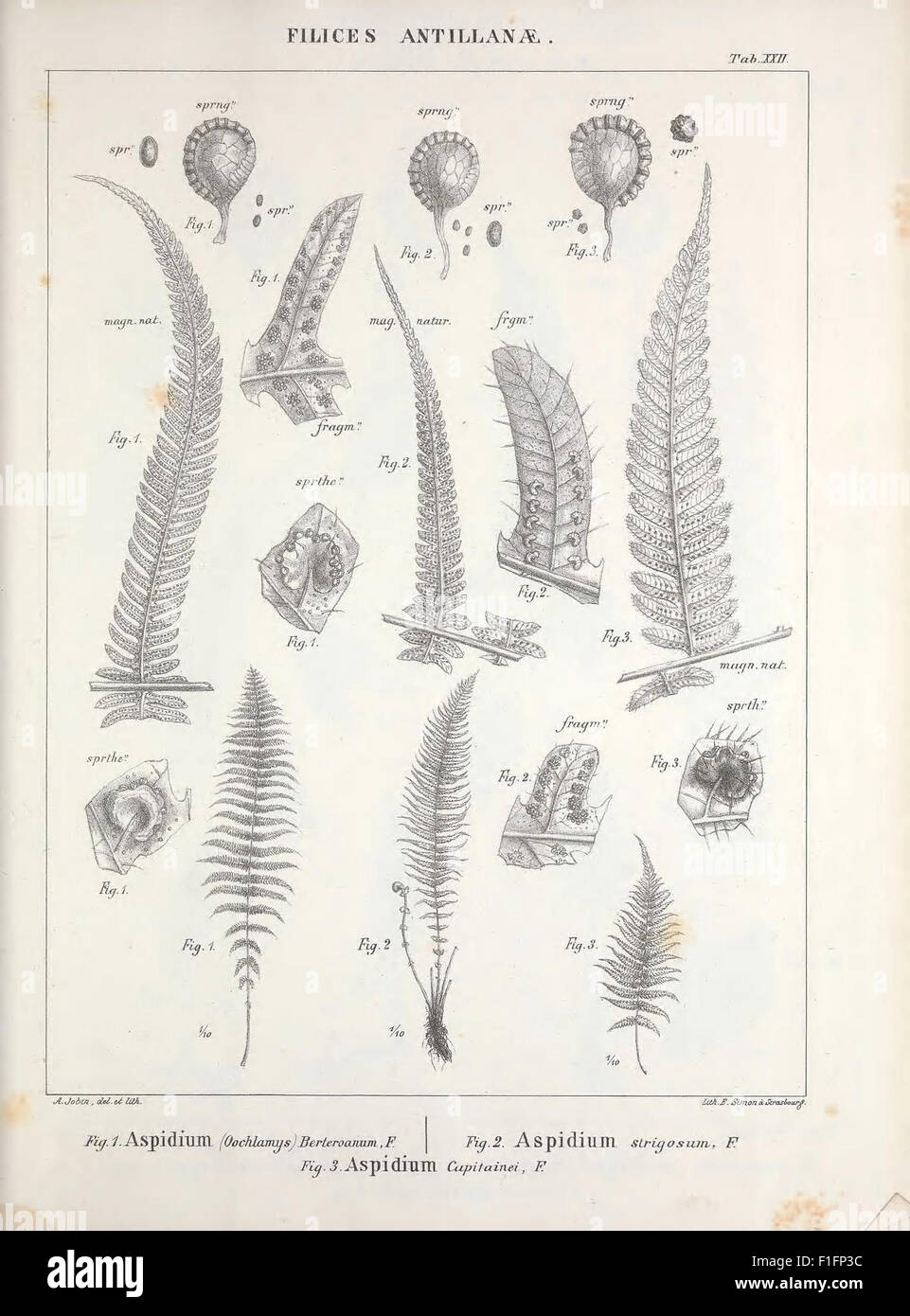 This work focuses on the natural history of ferns, offering a detailed ...