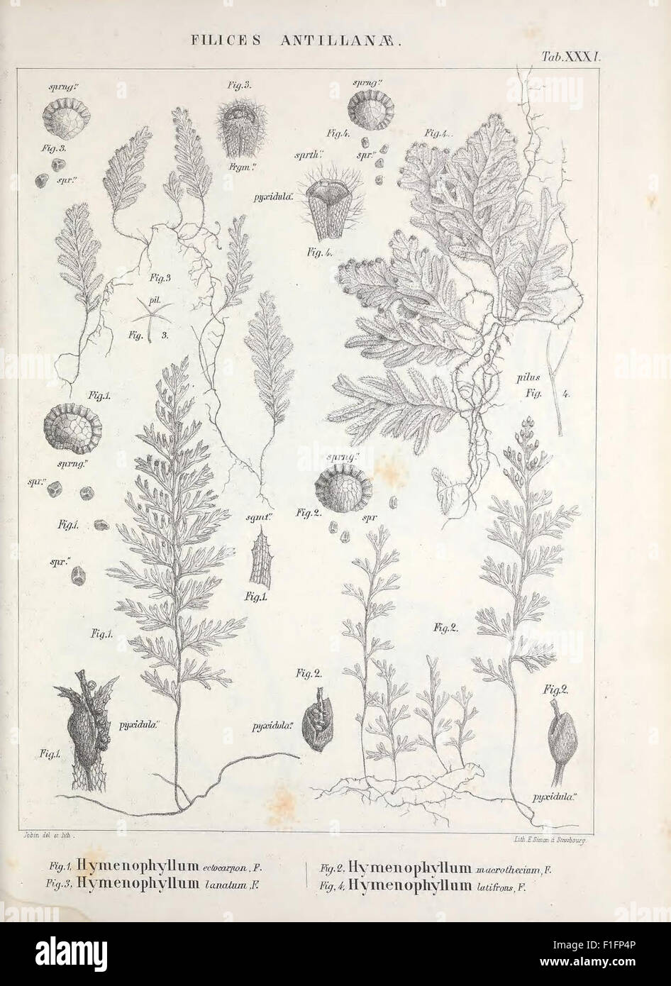 A scientific work on ferns, detailing various species, their taxonomy ...
