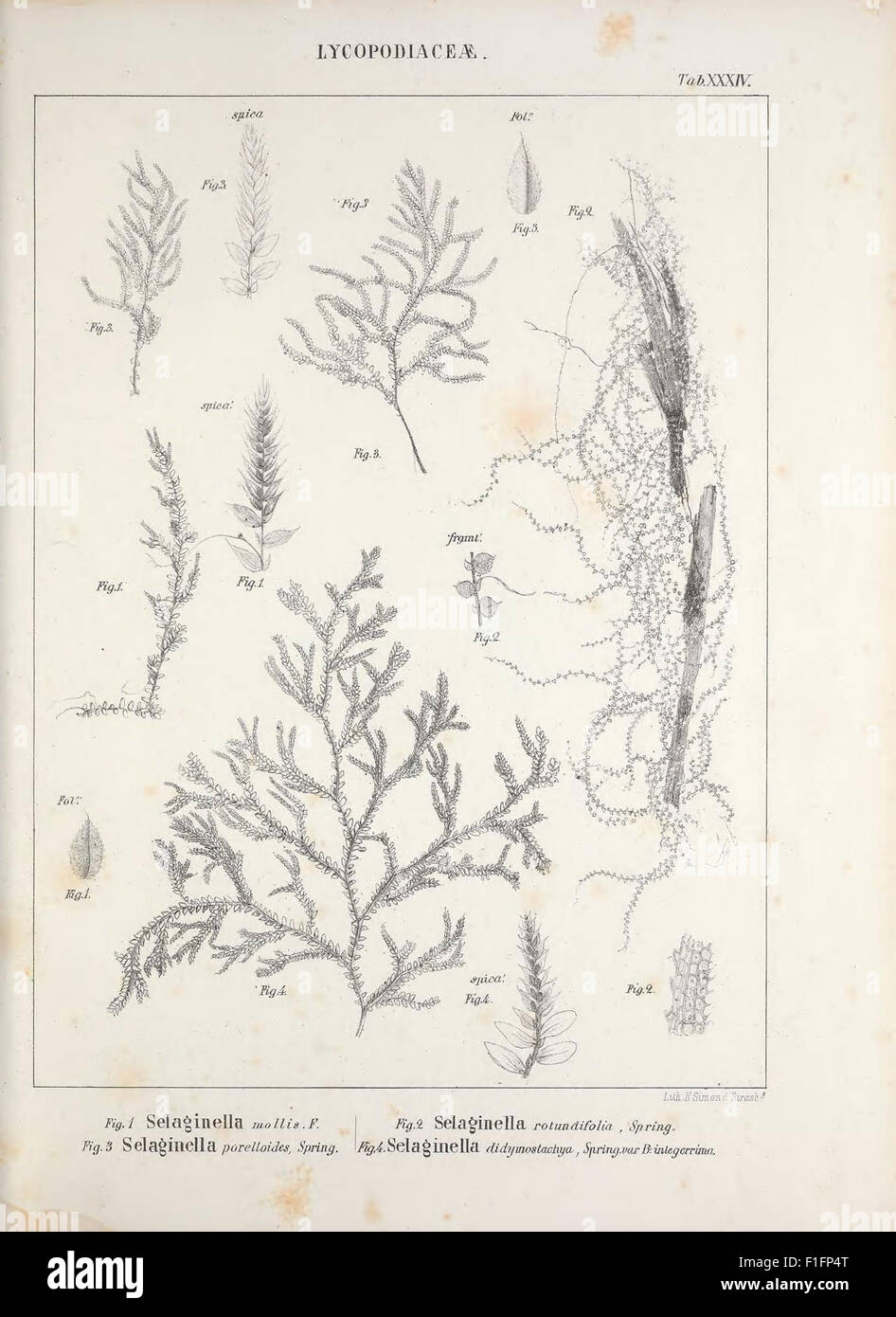 This work provides a detailed study of ferns, including their ...