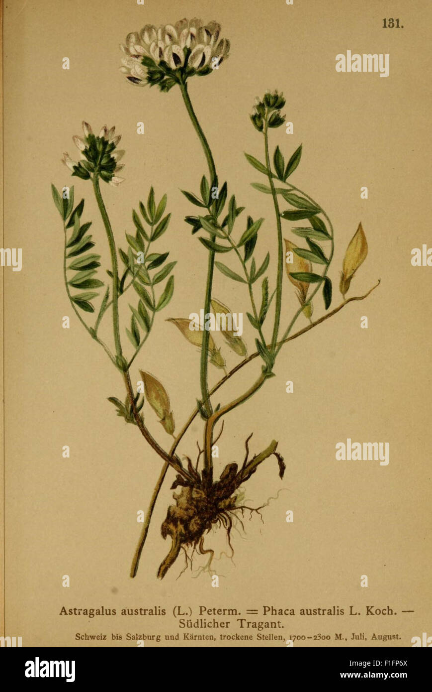 'Atlas der Alpenflora' is a detailed guide to the flora of the Alps ...