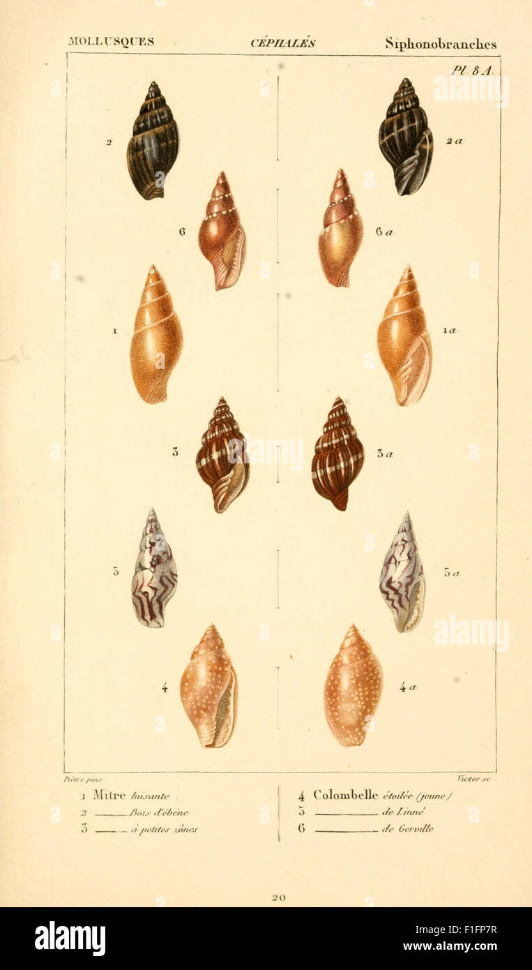 This work focuses on the classification of mollusks, specifically the malacozoaires, with ...
