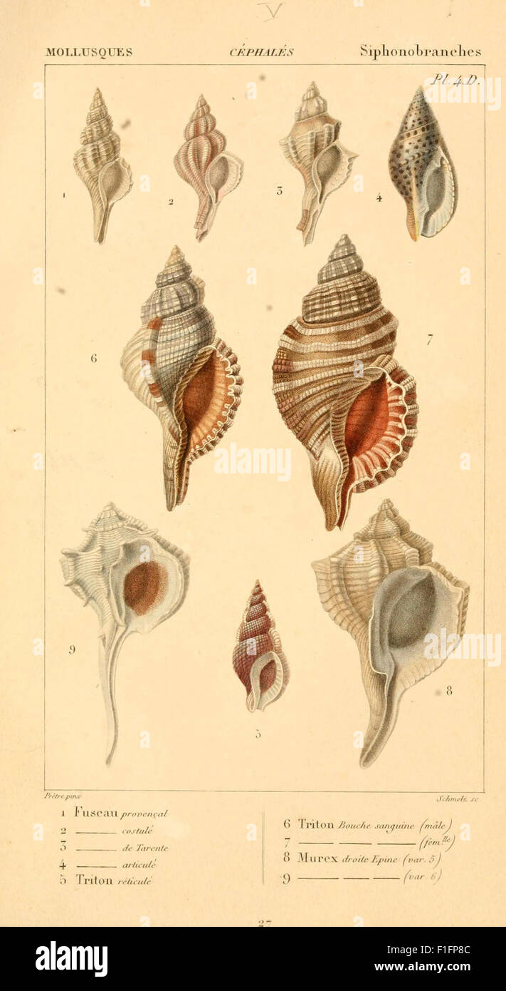 This vintage illustration depicts various mollusks as part of the ...