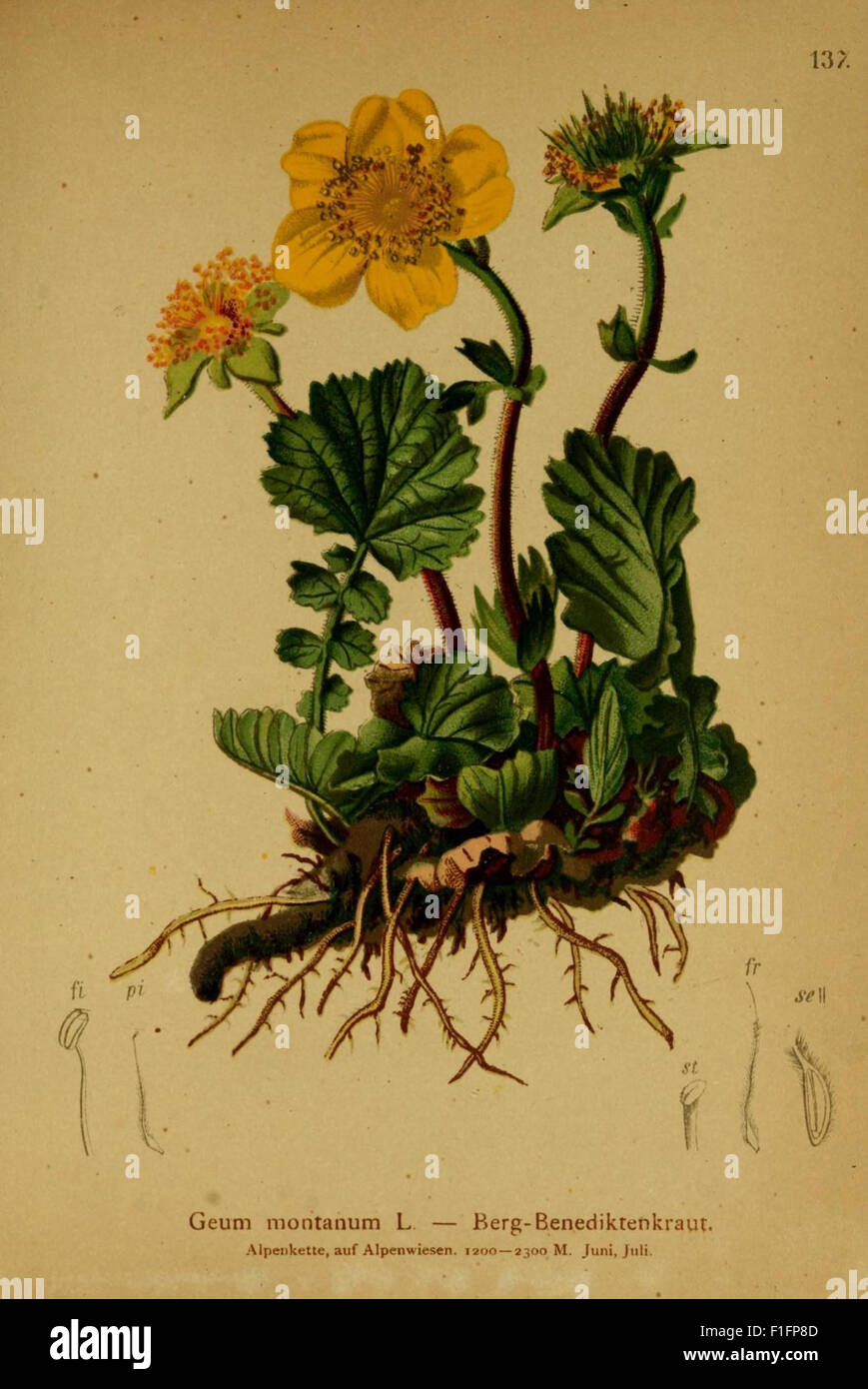 The 'Atlas der Alpenflora' offers detailed botanical illustrations of ...