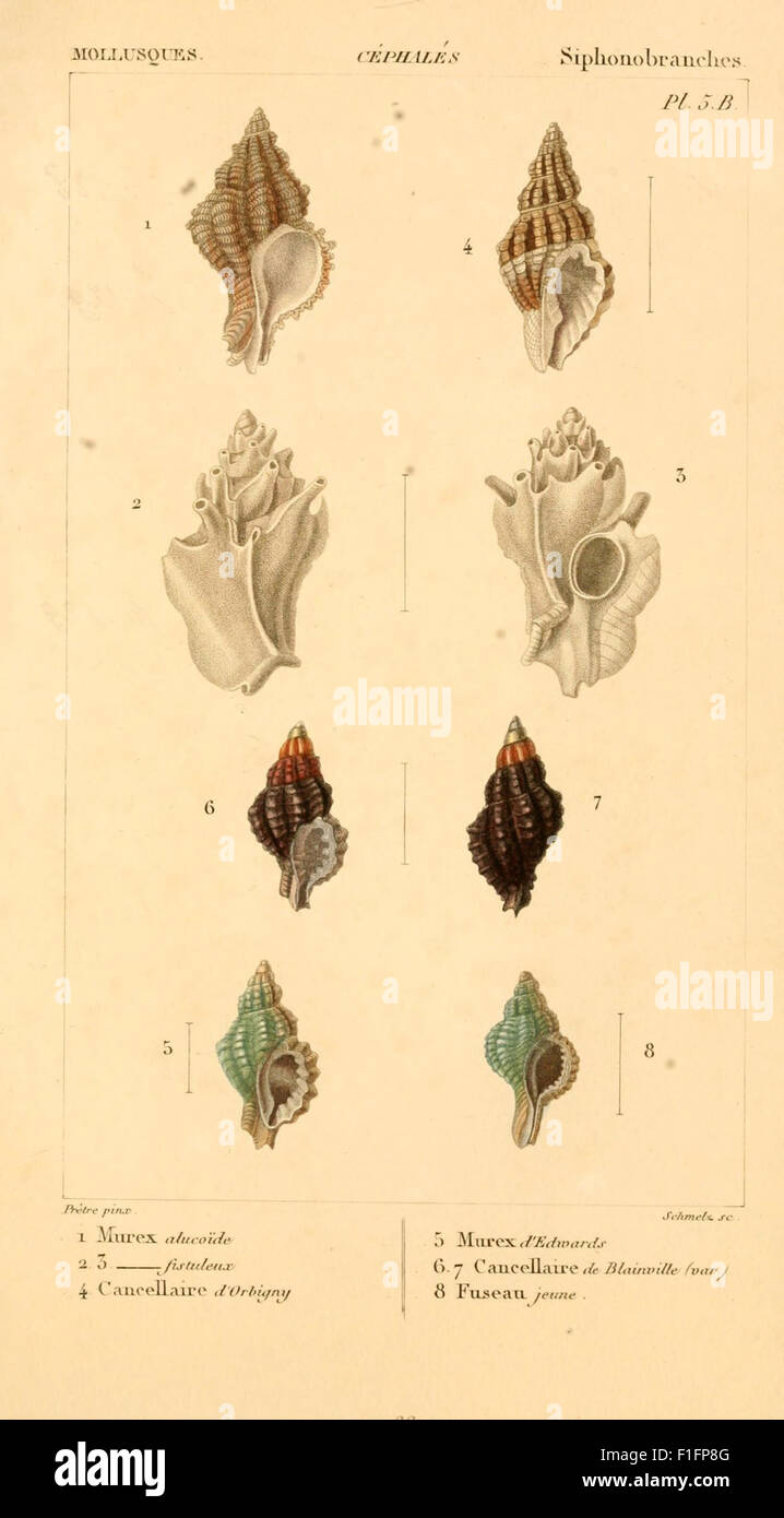 'Malacozoaires, ou Animaux Mollusques' is a French work dedicated to ...