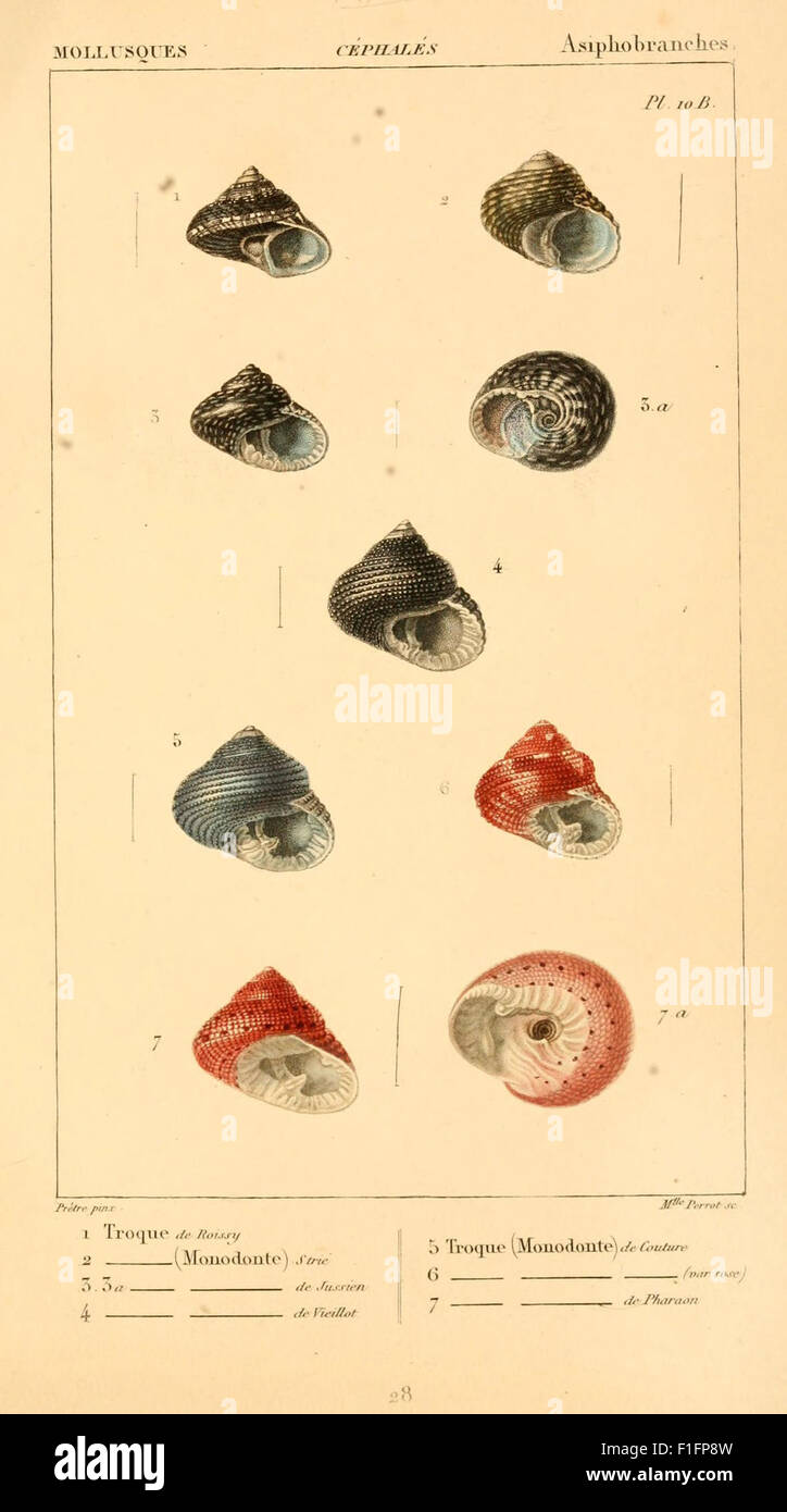 *Malacozoaires, ou, Animaux Mollusques* is a work that classifies ...