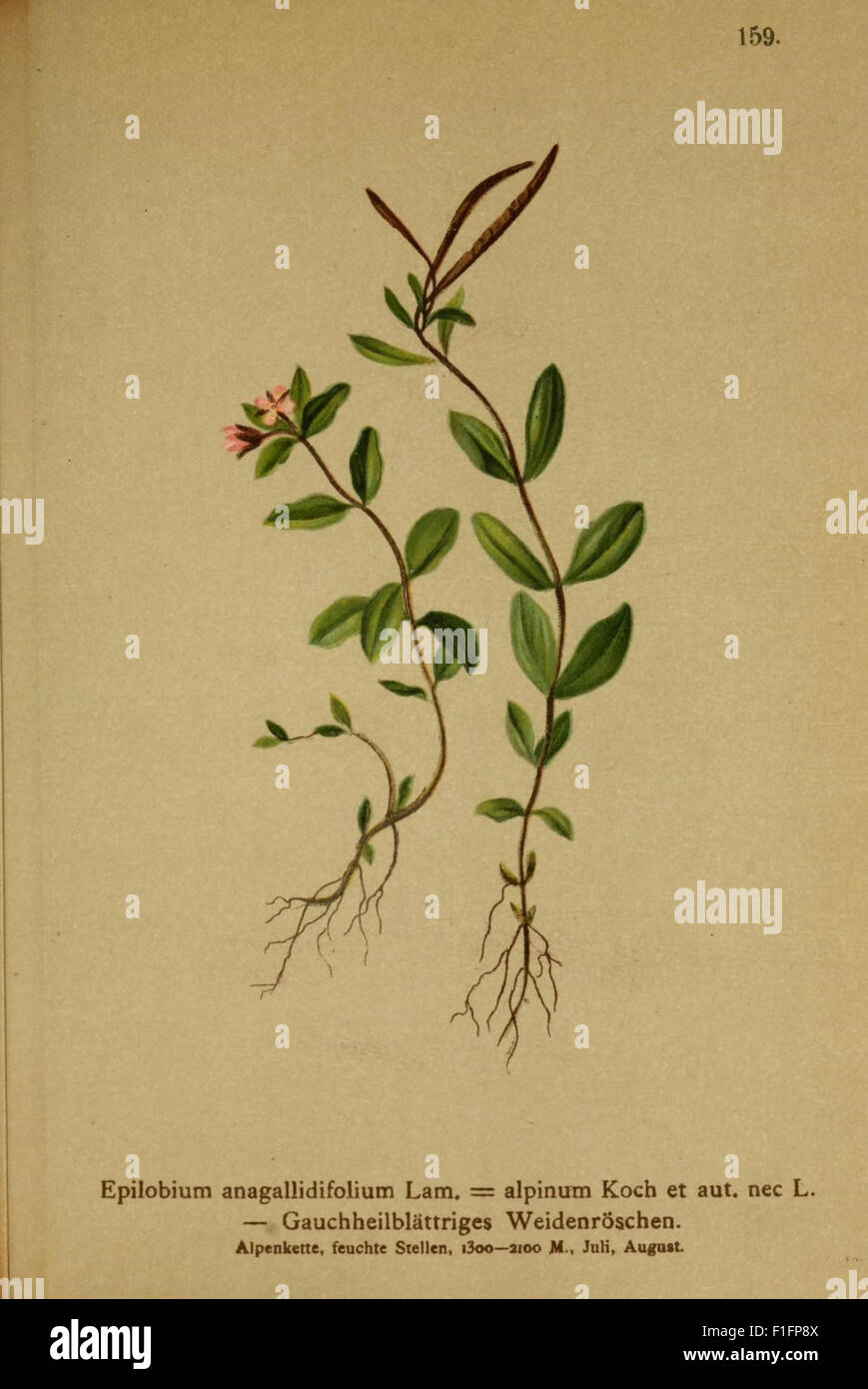 *Atlas der Alpenflora* is a detailed botanical work showcasing the ...