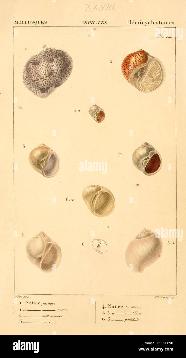 Phylum mollusca classification hi-res stock photography and images - Alamy