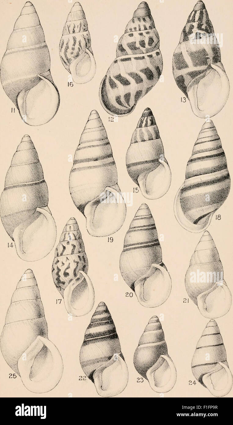 A comprehensive guide to conchology, detailing the structure and ...