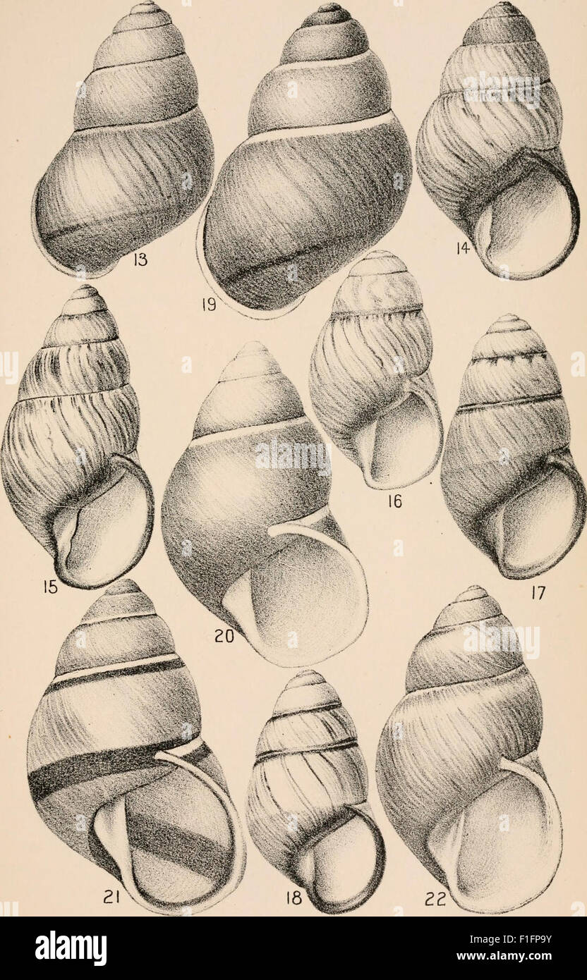 This 1892 manual provides a detailed structural and systematic ...