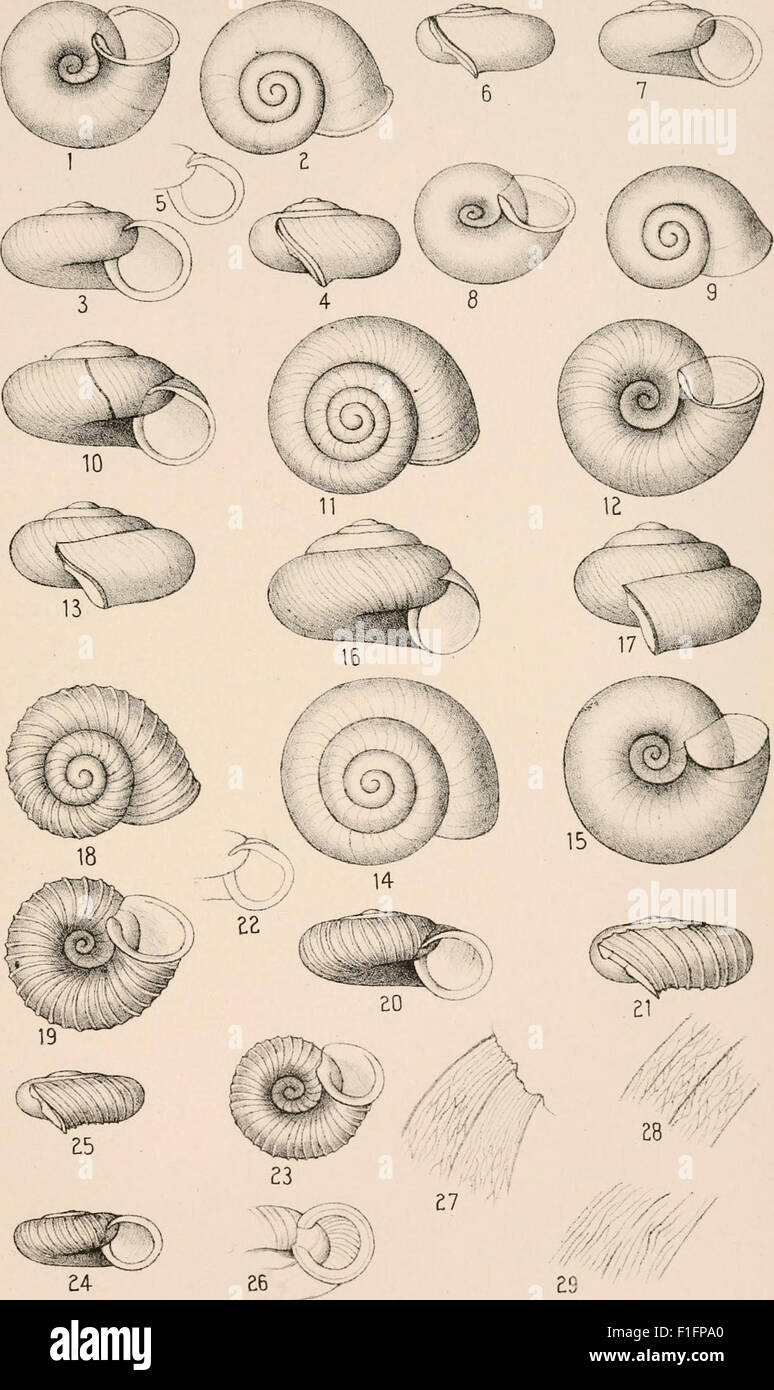 *Manual of Conchology* (1892) provides detailed illustrations and ...