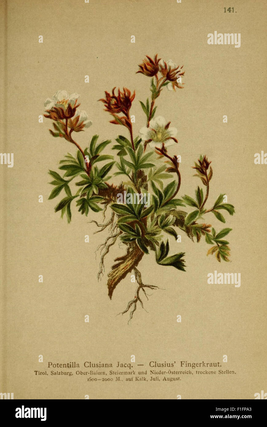 'Atlas der Alpenflora' is a botanical atlas depicting the diverse plant ...