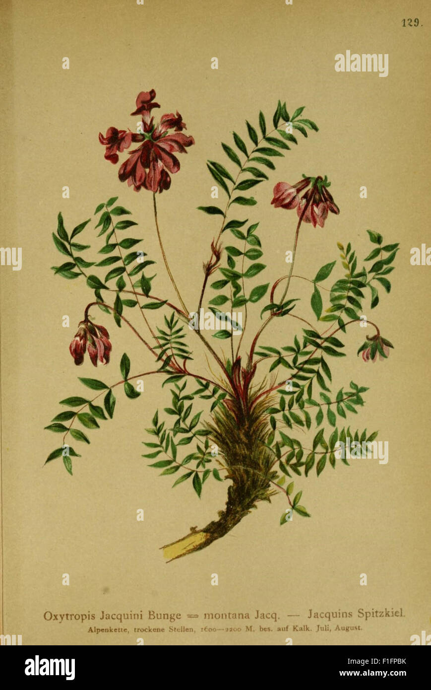 This atlas provides detailed illustrations and descriptions of the ...