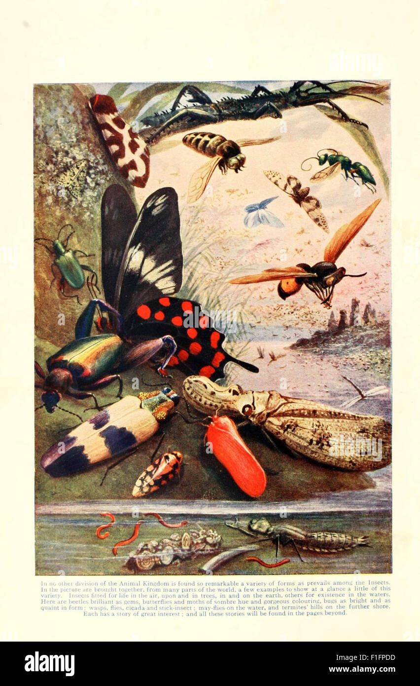 A vintage book showcasing various insect species through detailed ...