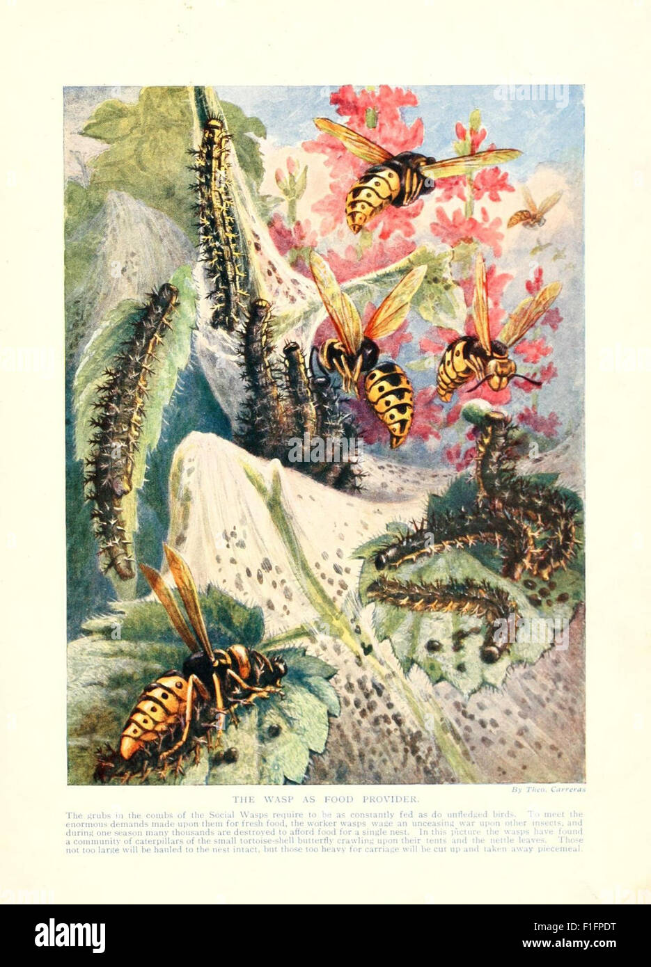 Marvels of Insect Life is an illustrated work showcasing the diverse ...