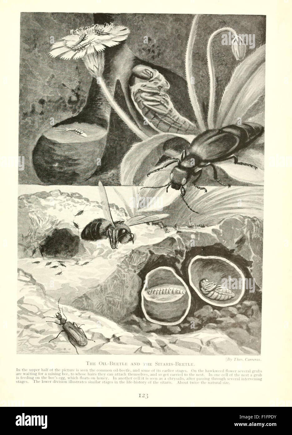 'Marvels of Insect Life' explores the fascinating world of insects ...