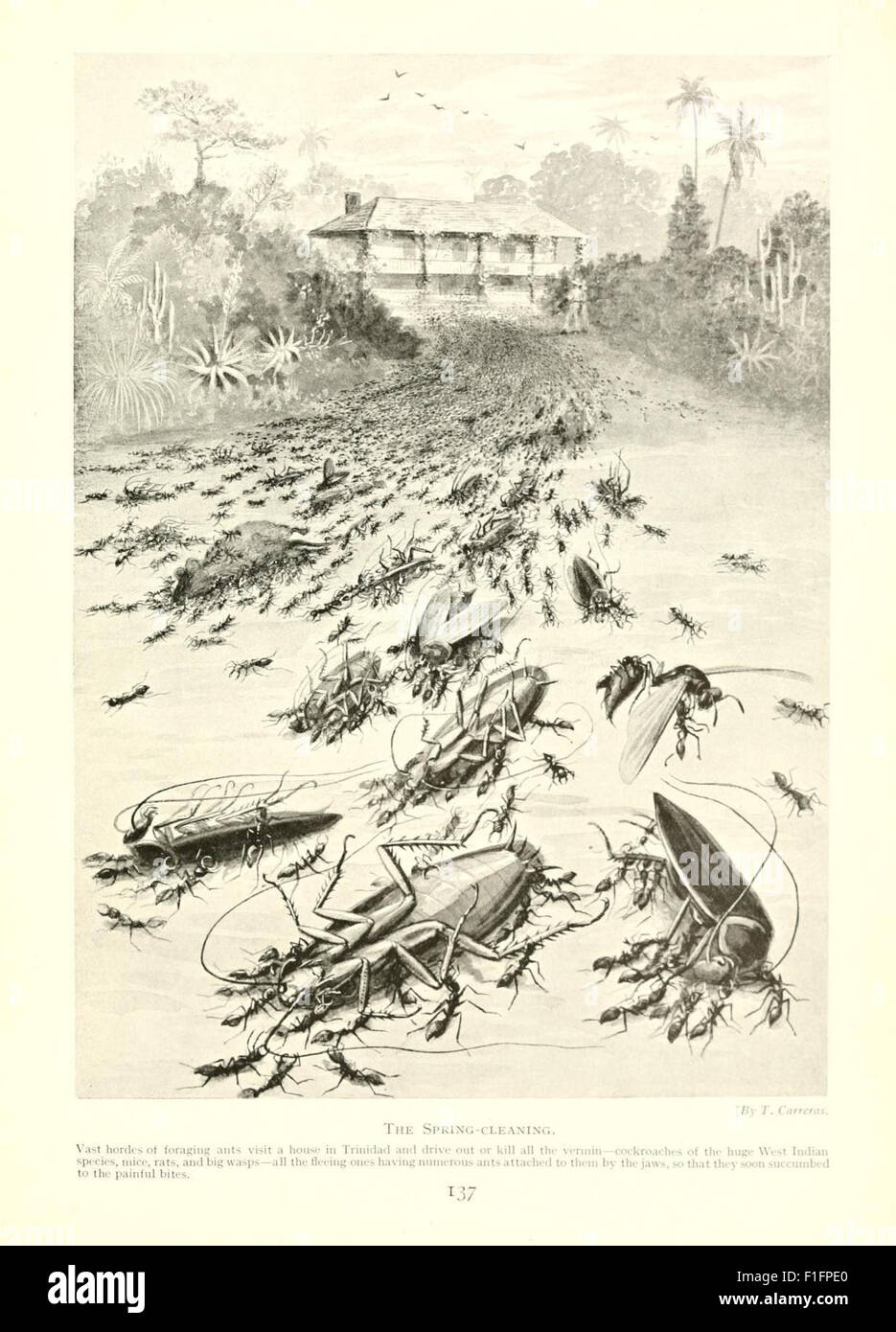 'Marvels of Insect Life' offers a detailed look at insect behavior ...