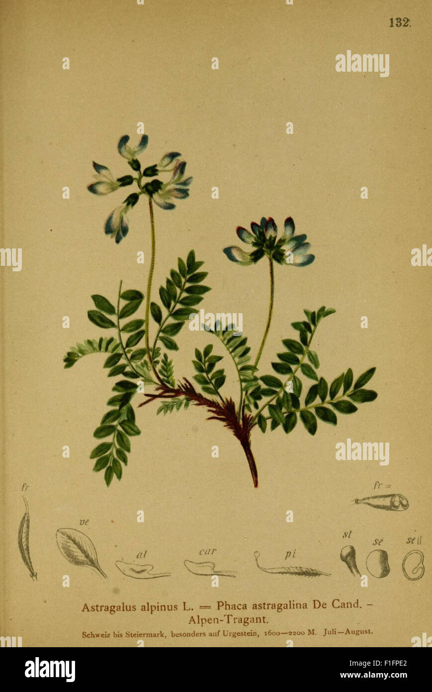A botanical atlas showcasing the diverse flora of the Alps. This ...