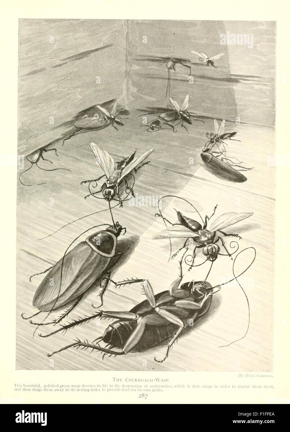 'Marvels of Insect Life' explores the fascinating world of insects ...