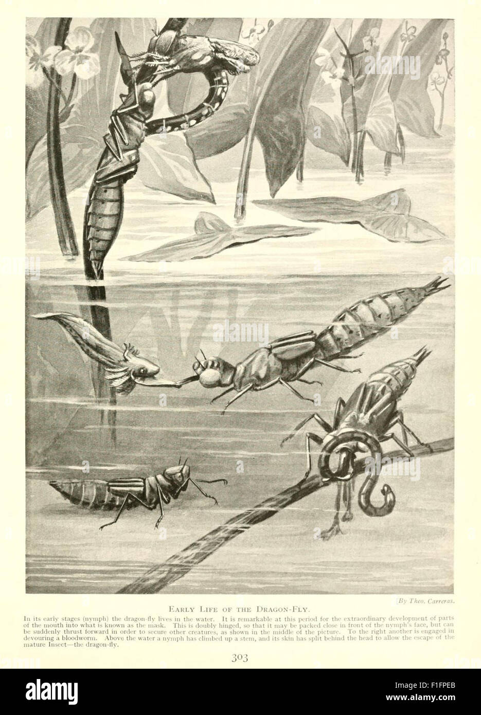 This work explores the fascinating world of insects, highlighting their ...