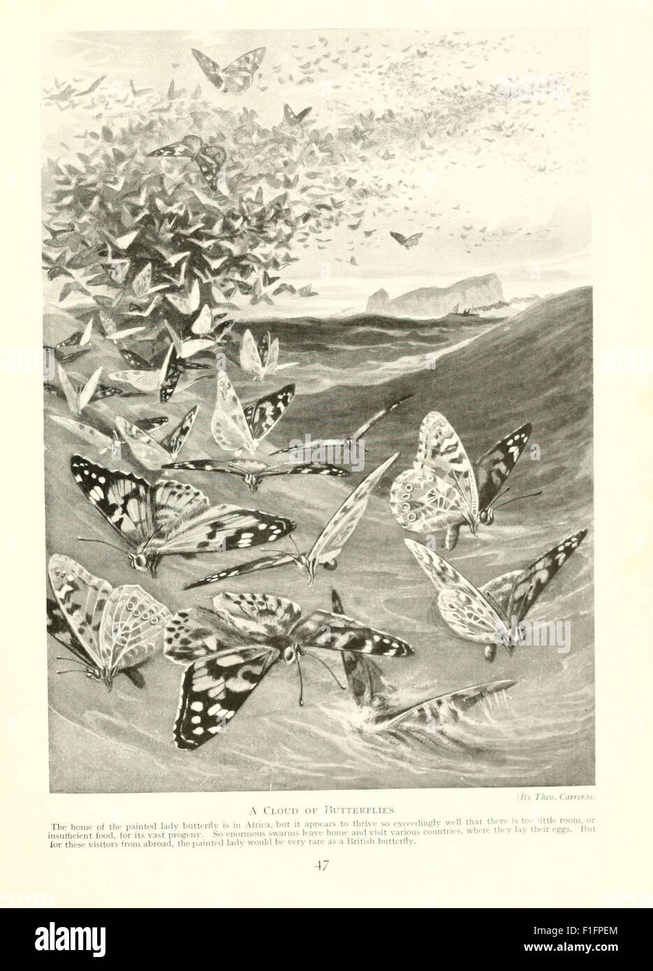 This book explores the fascinating world of insect life, featuring ...