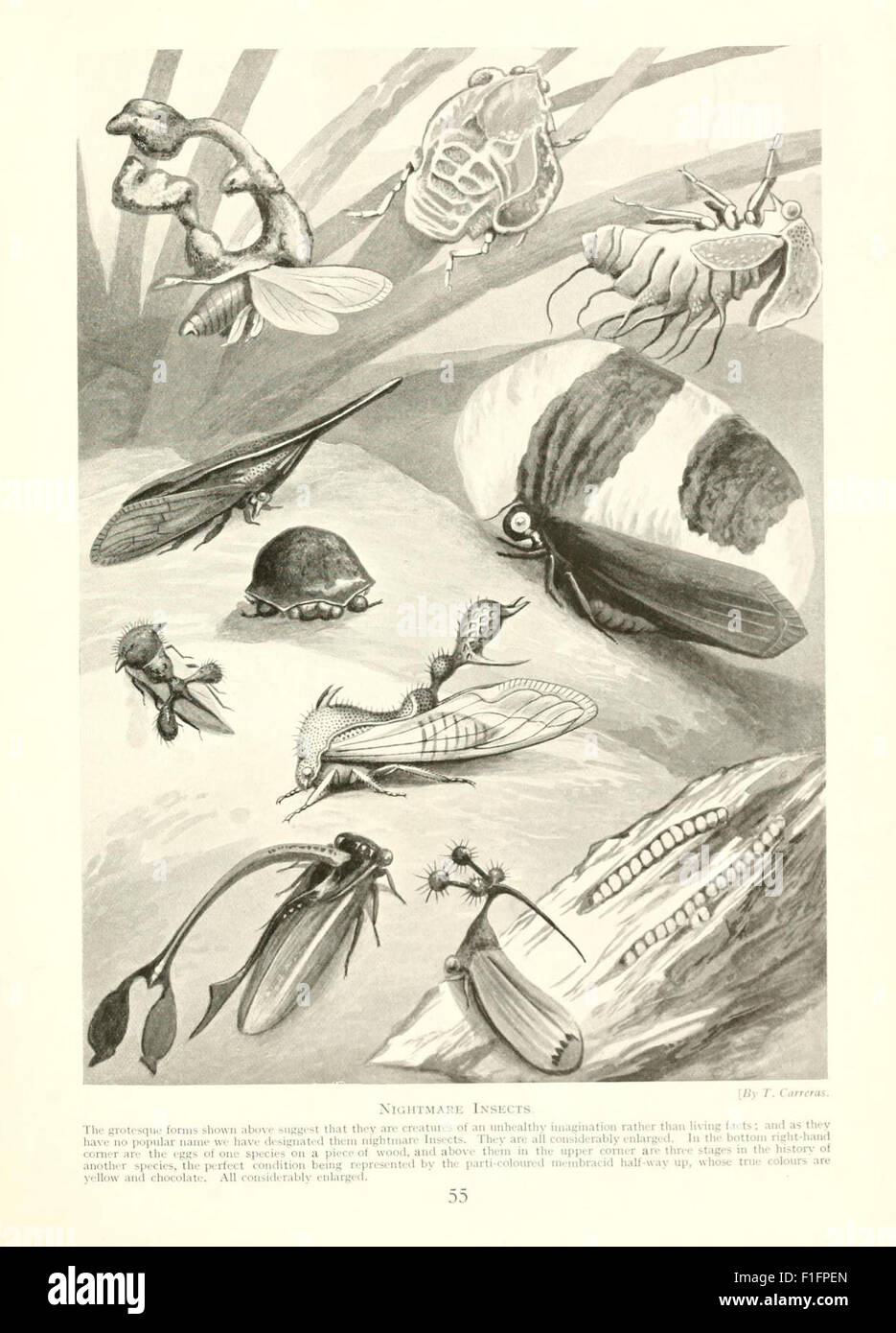 *Marvels of Insect Life* explores the fascinating behaviors ...