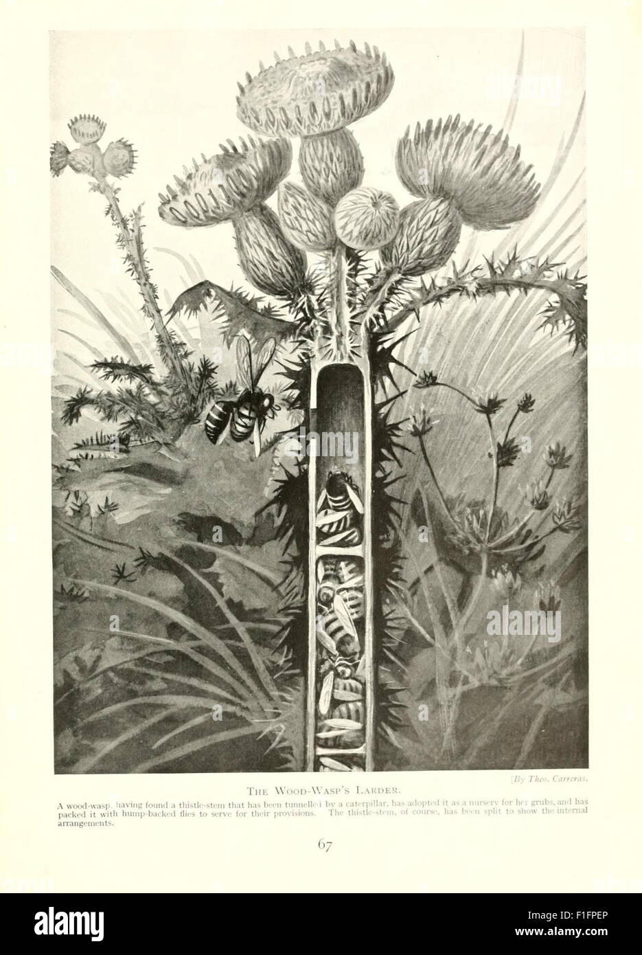 *Marvels of Insect Life* provides an in-depth look at the diverse world ...