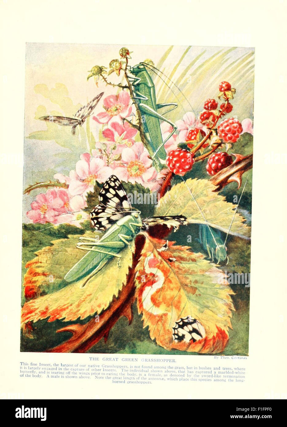 *Marvels of Insect Life* showcases the diversity and behavior of ...